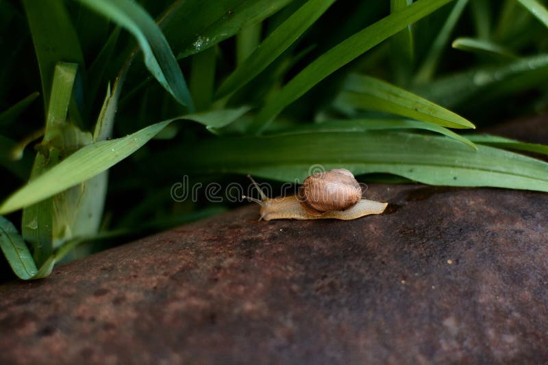 Snails in the Yard after the Rain on the Green Grass with Large Dew ...