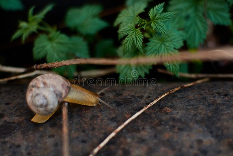Snails in the Yard after the Rain on the Green Grass with Large Dew ...