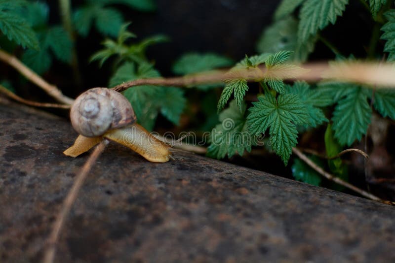 Snails in the Yard after the Rain on the Green Grass with Large Dew ...