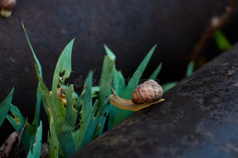 Snails in the Yard after the Rain on the Green Grass with Large Dew ...