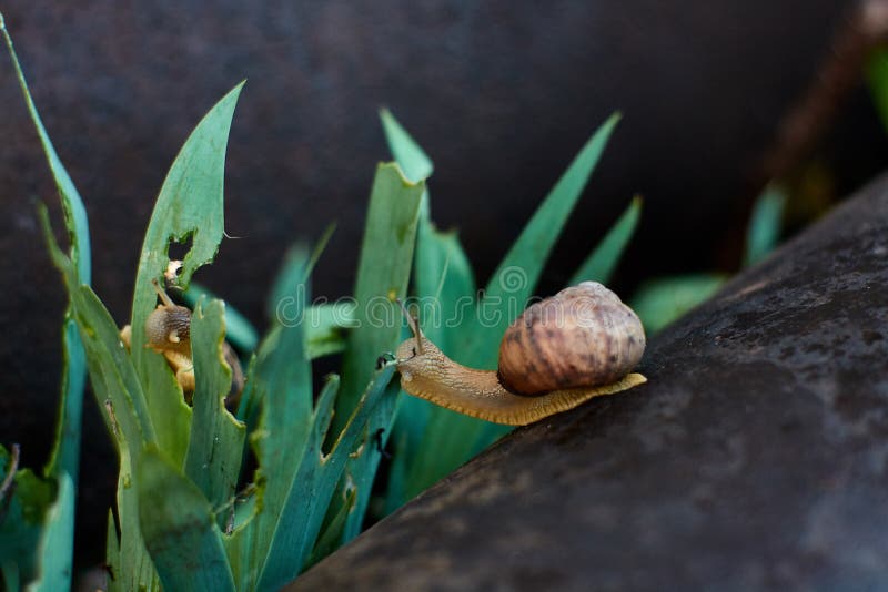 Snails in the Yard after the Rain on the Green Grass with Large Dew ...