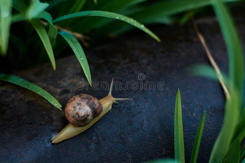 Snails in the Yard after the Rain on the Green Grass with Large Dew ...