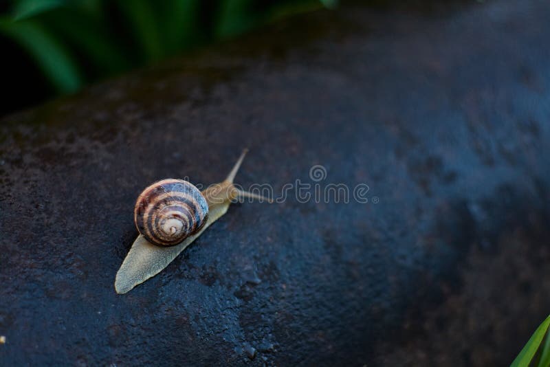 Snails in the Yard after the Rain on the Green Grass with Large Dew ...