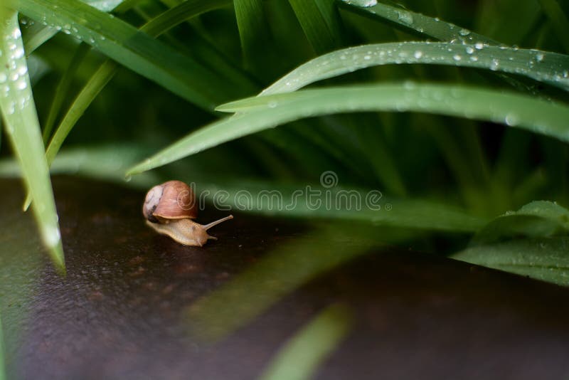 Snails in the Yard after the Rain on the Green Grass with Large Dew ...