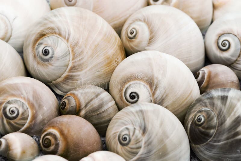 Snailshell background stock photo. Image of beauty, collection - 5946522