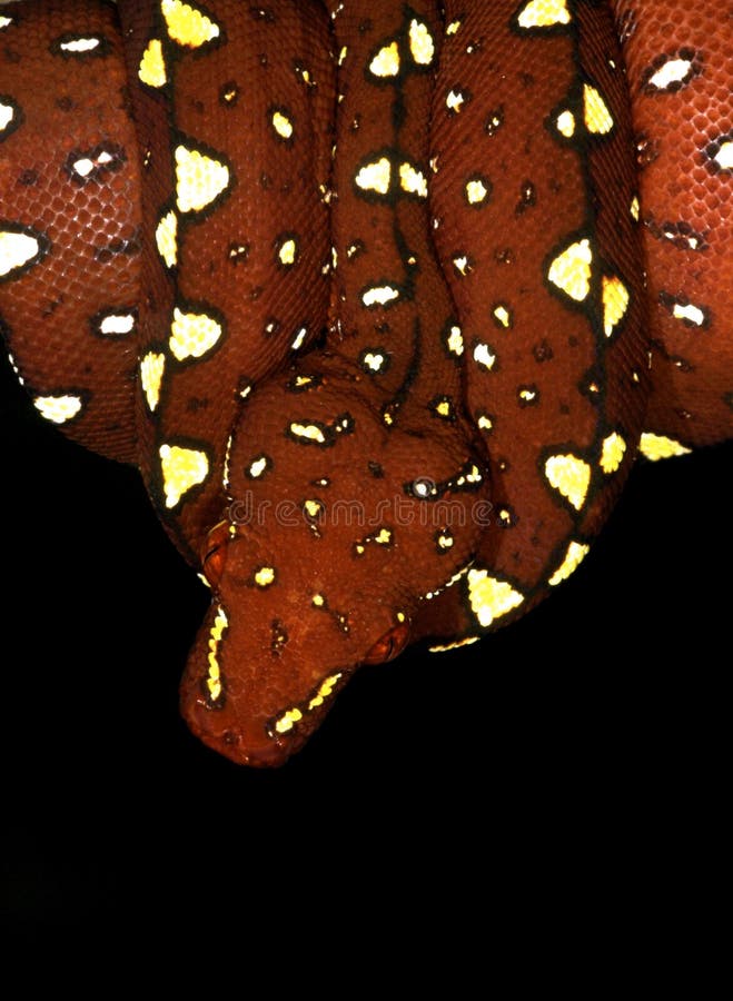 Snake 05 stock photo. Image of precious, cold, spiral - 1213644