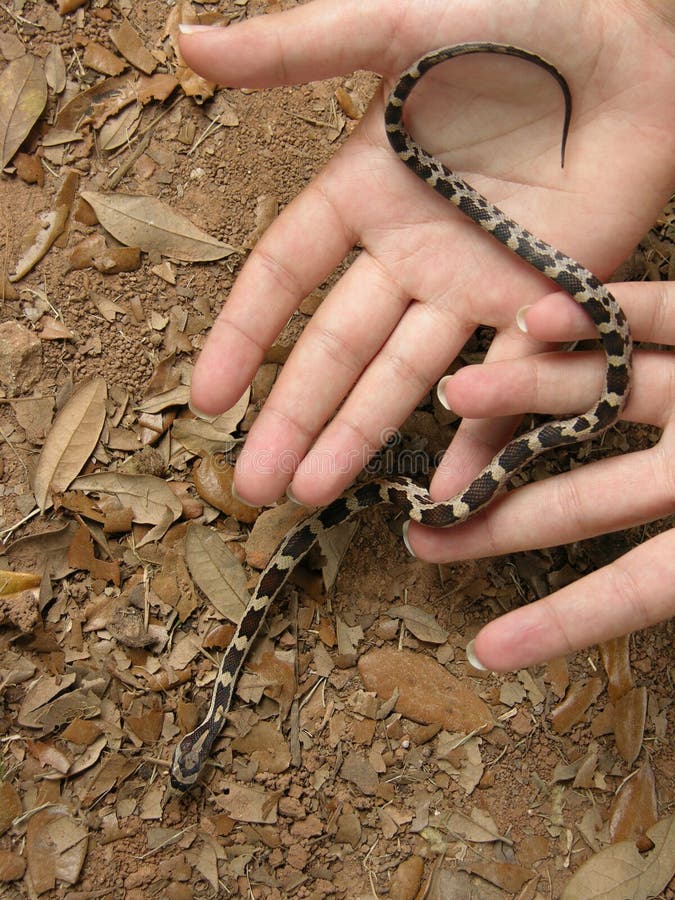 Snake stock photo. Image of hand, animal, wildlife, ground - 1009872
