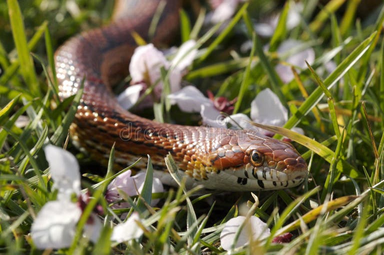 981 Orange Snake Eyes Stock Photos - Free & Royalty-Free Stock Photos ...