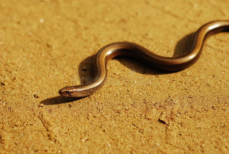 Snake stock image. Image of skin, viper, wild, closeup - 16194763