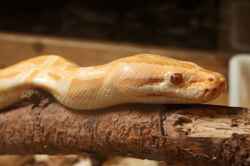 Snake stock photo. Image of body, junge, crawling, nature - 1639162