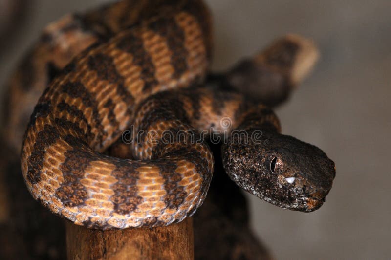 Snake-2 stock photo. Image of baby, tree, venomous, snake - 12292294