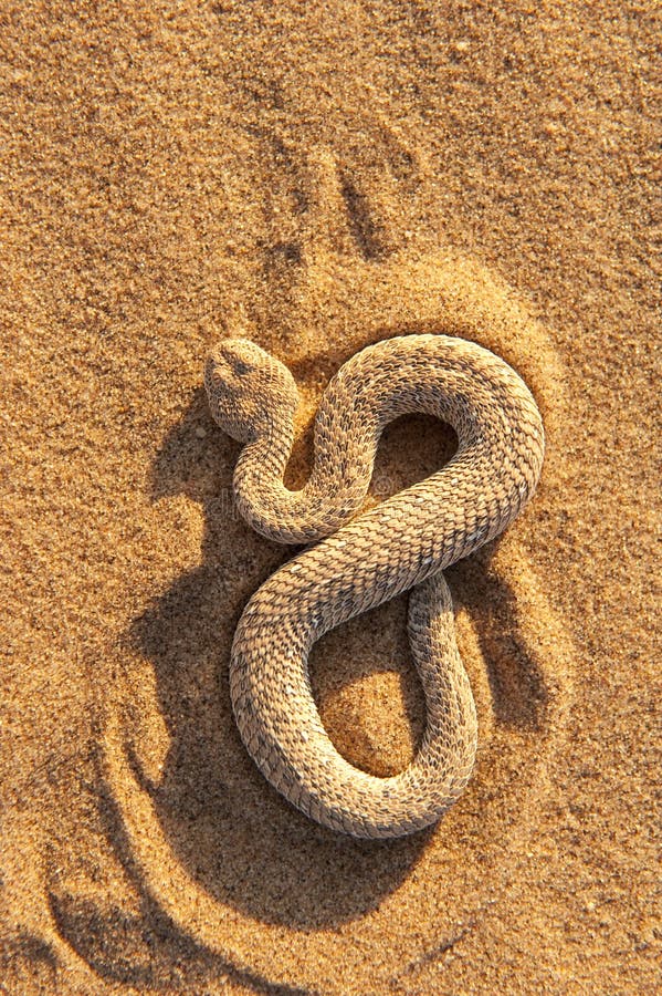 Snake 2 stock image. Image of namibia, poison, shape - 15886617