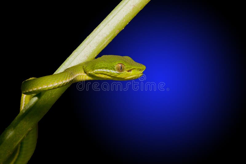 Snake stock photo. Image of albolabr, phobia, nepal, animal - 21310068