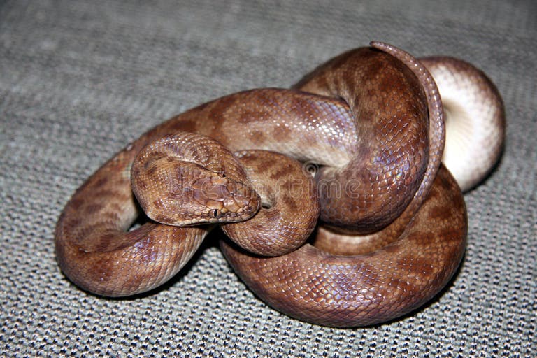 227 Ugly Snake Stock Photos - Free & Royalty-Free Stock Photos from ...