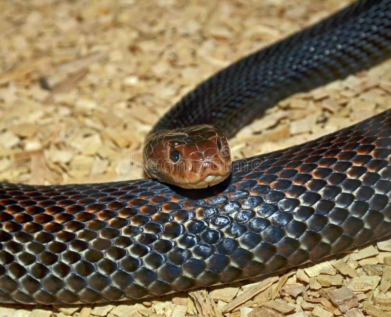 Snake stock image. Image of snake, venomous, reptilian - 22761933