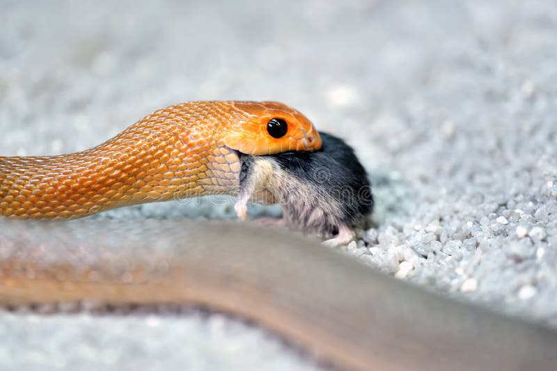 Snake stock photo. Image of mouse, wildlife, brown, dangerous - 23468694