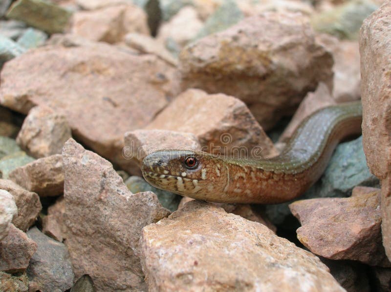 Snake stock image. Image of snake, reptile, stone, blindworm - 23517285