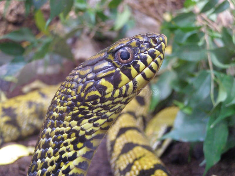 Snake stock photo. Image of snake, isolation, prairie - 2475868