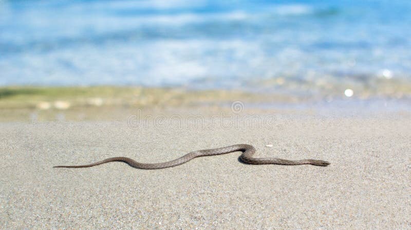 Snake stock image. Image of outdoor, african, predator - 26055515