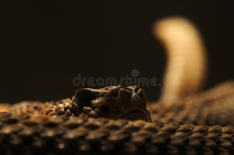 Snake Queue Stock Photos - Free & Royalty-Free Stock Photos from Dreamstime