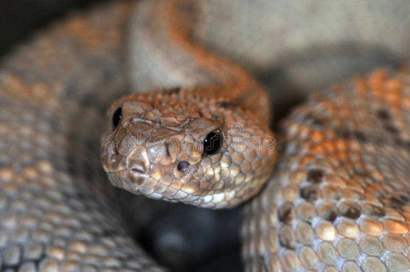 Snake-28 stock image. Image of organism, snake, fauna - 12292409