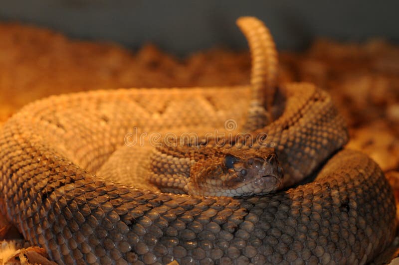 Snake Queue Stock Photos - Free & Royalty-Free Stock Photos from Dreamstime