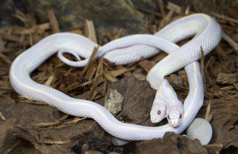 Two Side Headed Snake