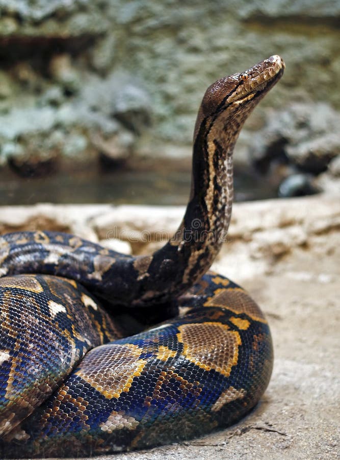 Rolled Up Snake stock photo. Image of drum, dance, marrakech - 117957650