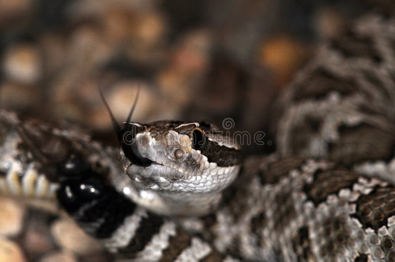 Snake Queue Stock Photos - Free & Royalty-Free Stock Photos from Dreamstime