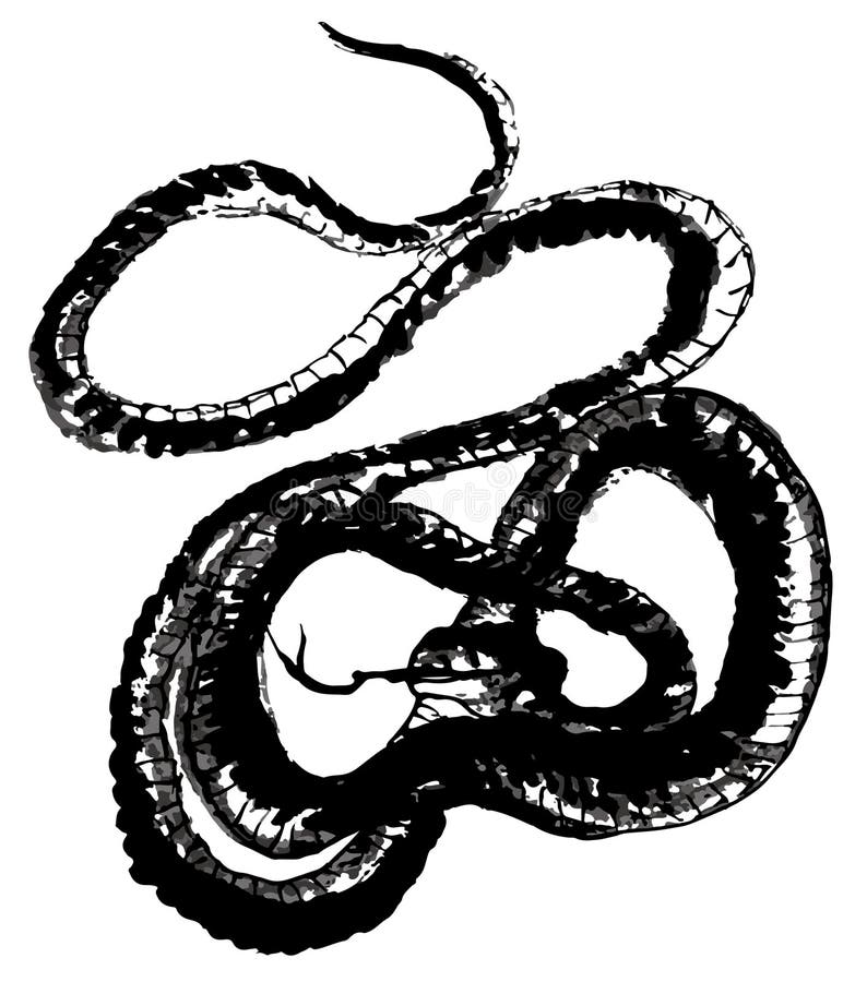 Snake. Brush Stroke Illustration. Hand Drawn Illustration. Stock ...