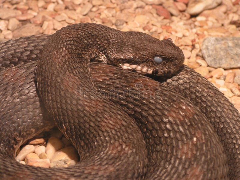 Terciopelo (Bothrops Asper) Stock Image - Image of mongoose, america ...