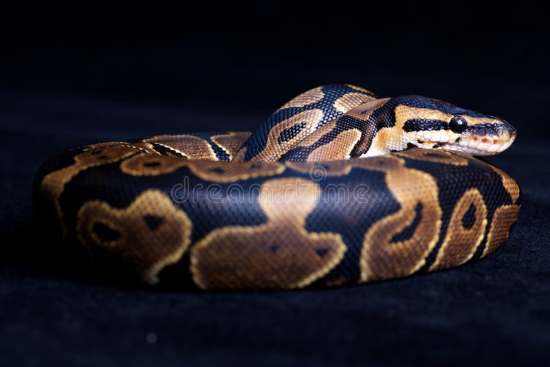 3,424 Baby Snake Stock Photos - Free & Royalty-Free Stock Photos from ...