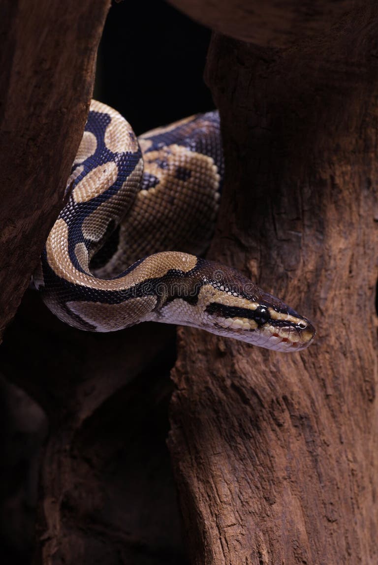 3,417 Baby Dugite Snake Stock Photos - Free & Royalty-Free Stock Photos ...