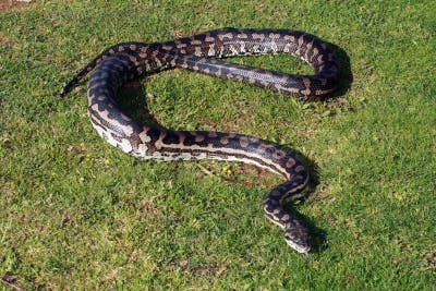 Snake stock image. Image of leaves, brown, carnivorous - 4888703