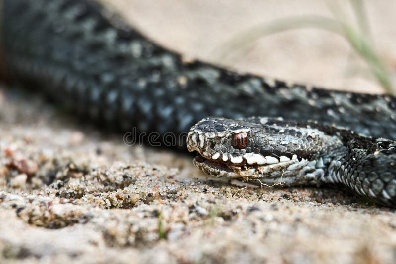 Snake 5 stock image. Image of medicine, huge, finland - 21172867