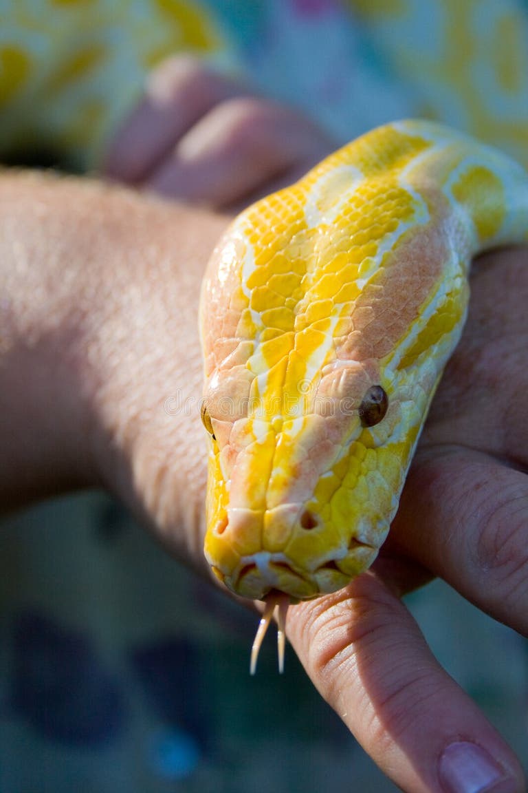 748 Albino Burmese Snake Stock Photos - Free & Royalty-Free Stock ...