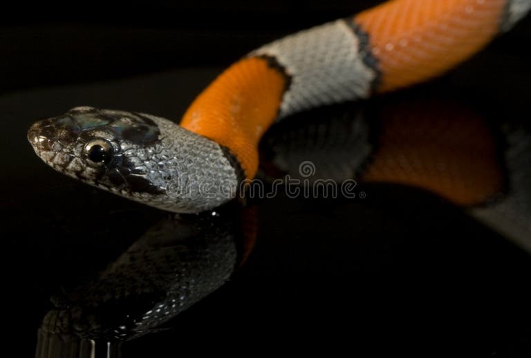 Snake stock image. Image of slither, animal, snake, sliding - 6373105