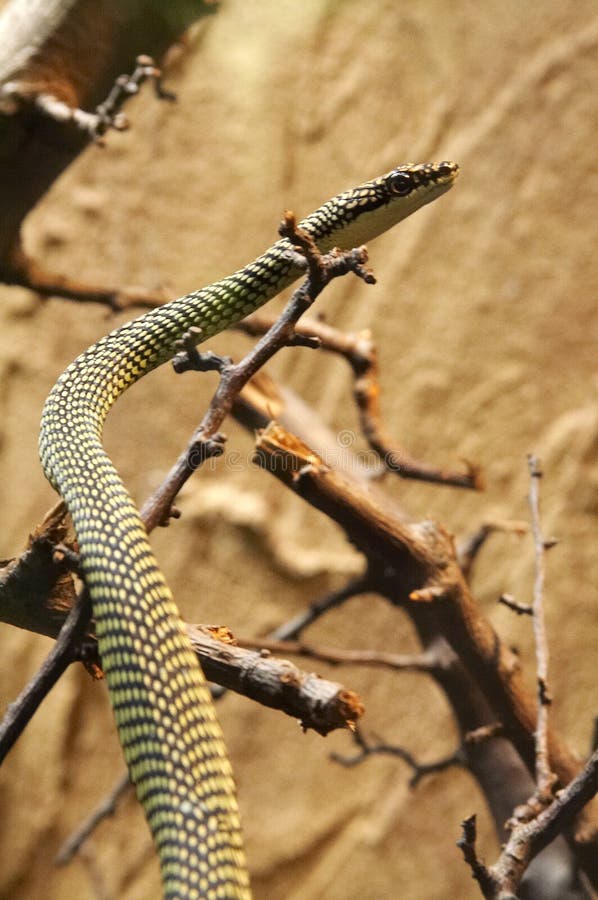 A snake stock image. Image of thin, branches, curve, body - 7754283