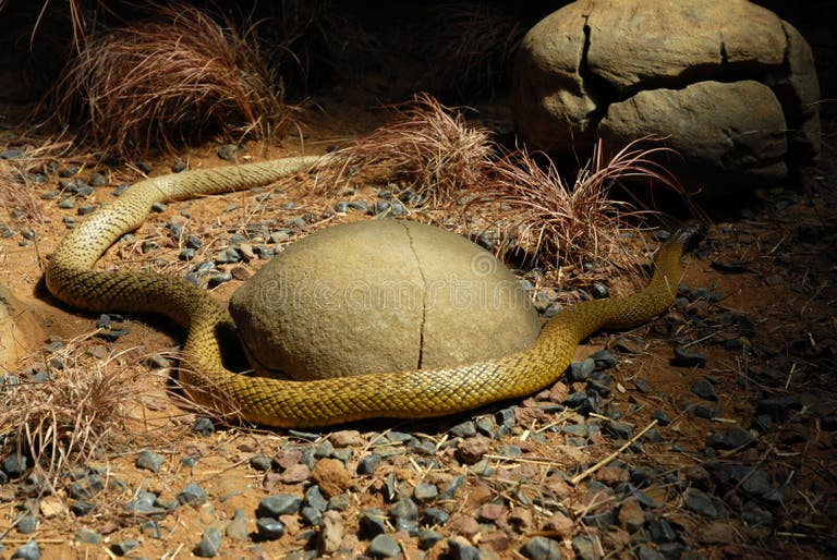 436 Snake Shade Stock Photos - Free & Royalty-Free Stock Photos from ...