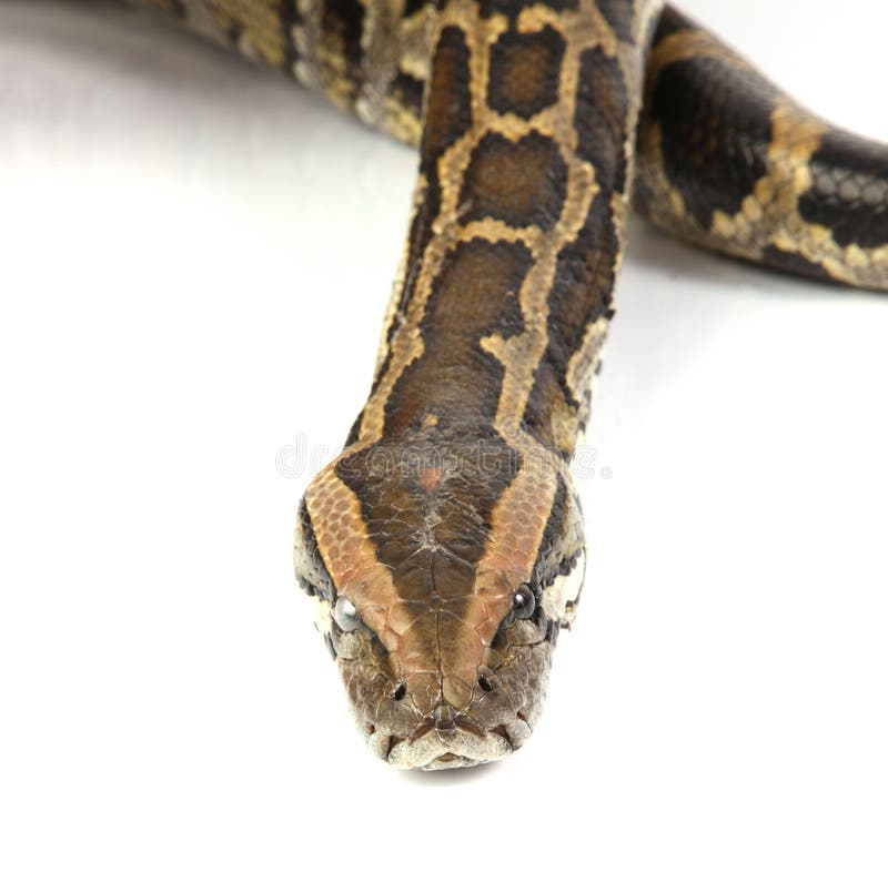 Stock Photos and Royalty-Free Images by Dreamstime