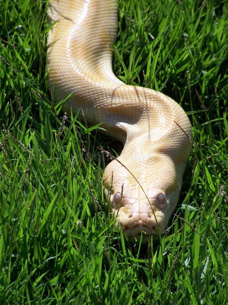 898 Snake Moving Cycle Stock Photos - Free & Royalty-Free Stock Photos ...