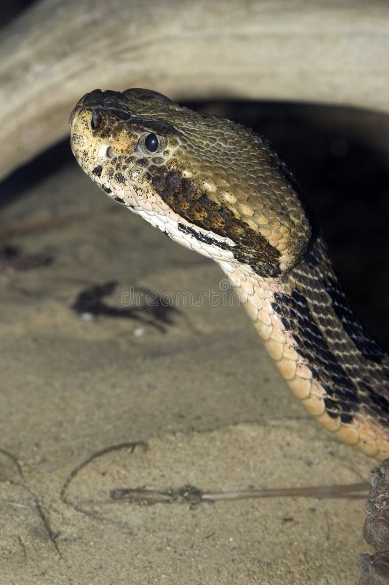 144 Upright Snake Stock Photos - Free & Royalty-Free Stock Photos from ...