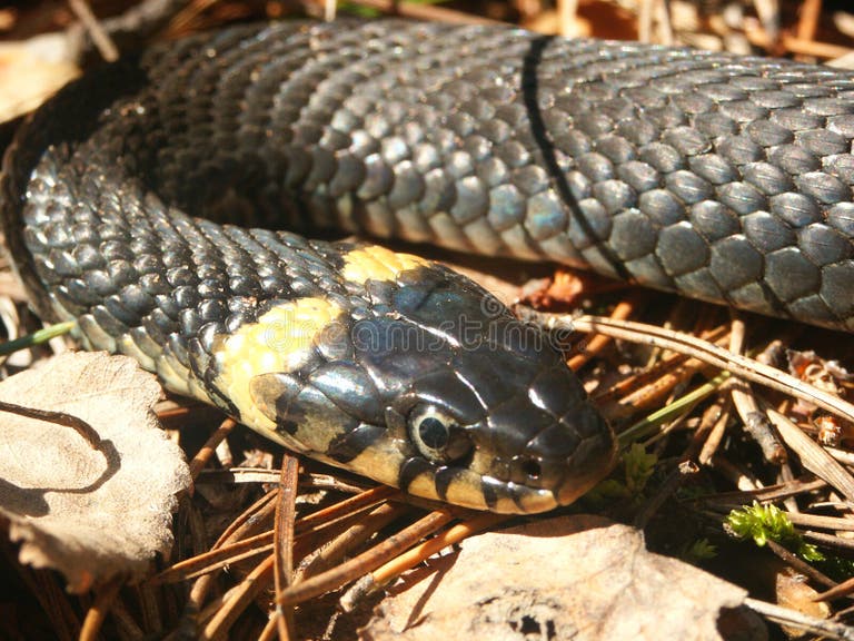 Snake stock photo. Image of natrix, black, needle, woods - 892452