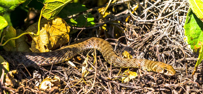 Snake by Abonded Town of Kharanaq in Ira Stock Image - Image of ...
