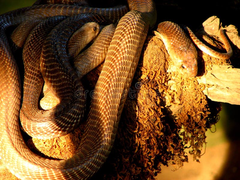 227 Ugly Snake Stock Photos - Free & Royalty-Free Stock Photos from ...