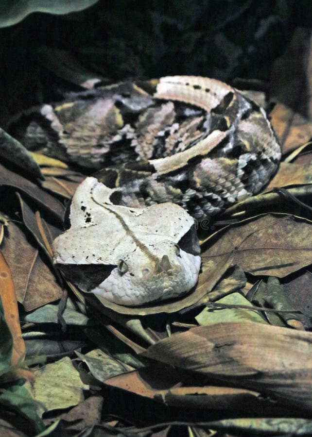 Snake stock image. Image of protection, outside, close - 67232545