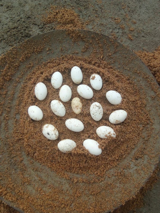 Snake age stock photo. Image of rate, snake, white, gamela - 125050374