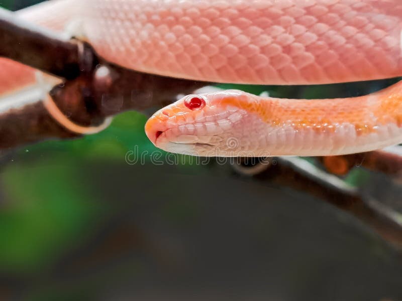 179 Evil Snake Eyes Stock Photos - Free & Royalty-Free Stock Photos ...