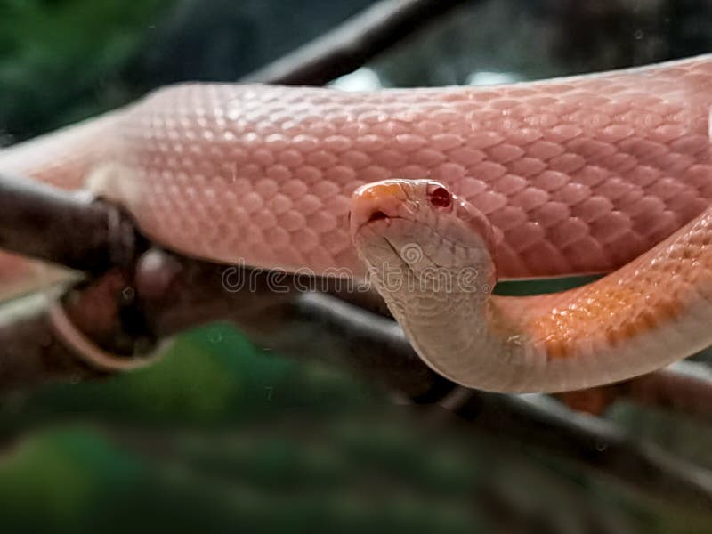 Snake Alfik Pink Head and Eyes Looking in Juggle Stock Photo - Image of ...
