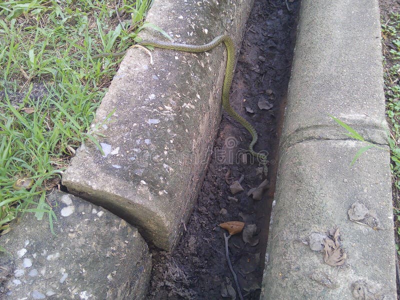 Snake Along the Gutter Pipe. Stock Image - Image of face, rail: 123360847